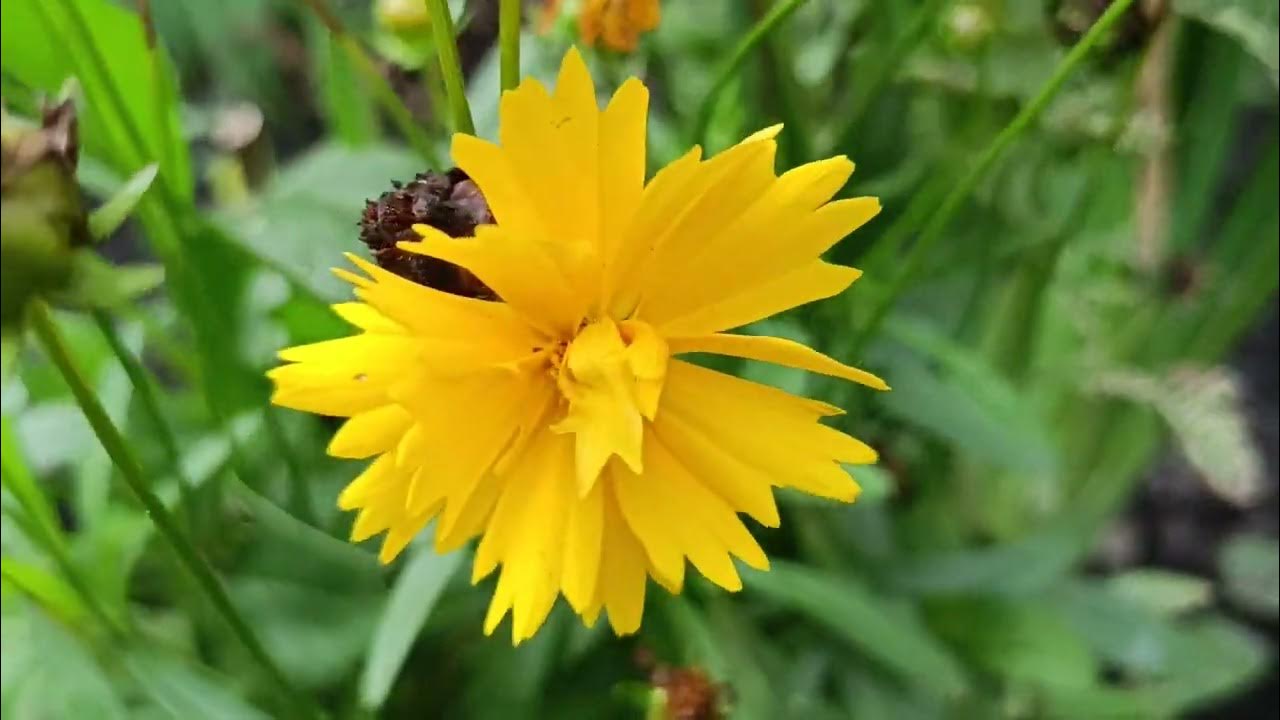 Гелеопсис ЛОРЕЙН САНШАЙН! - YouTube