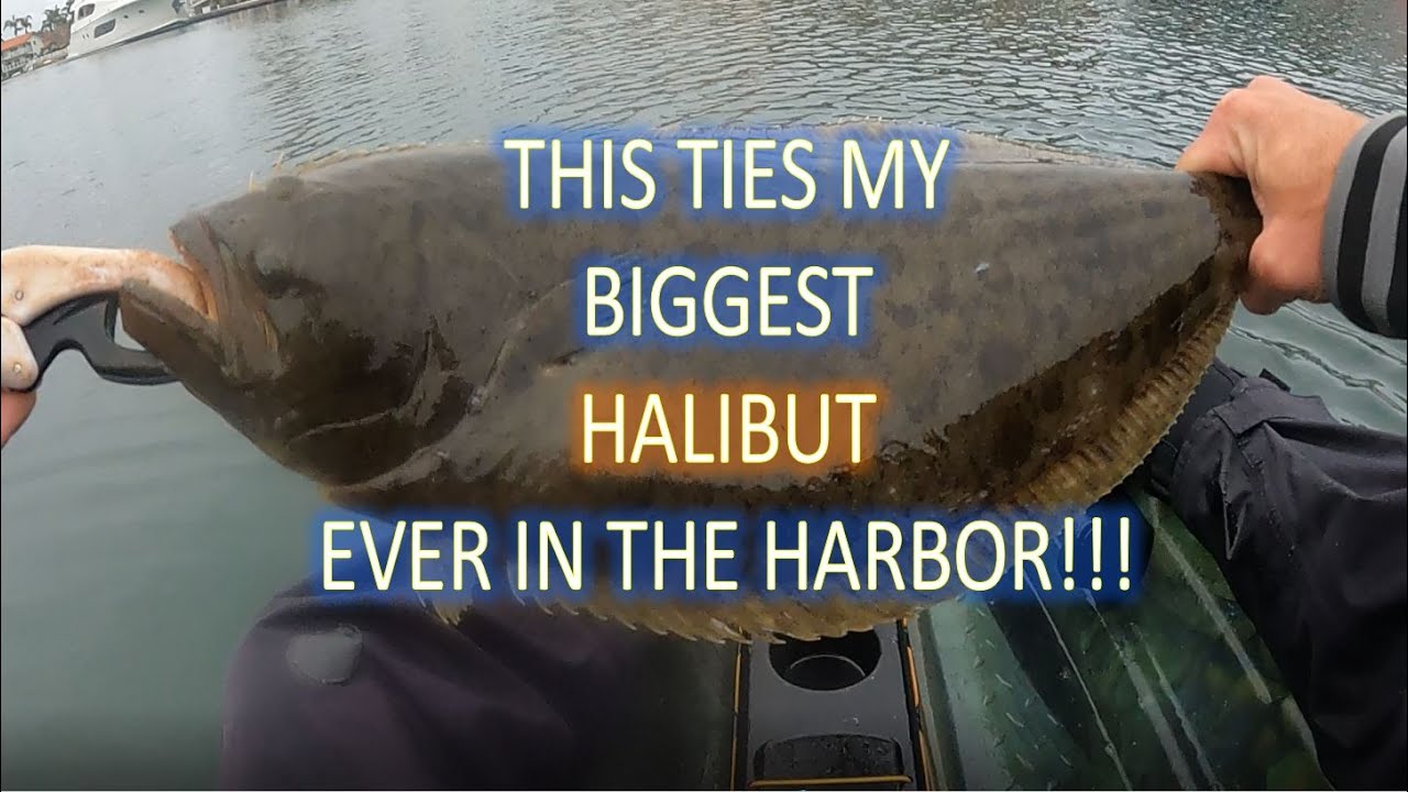 I think this HALIBUT ties as my BIGGEST harbor HALIBUT! - YouTube