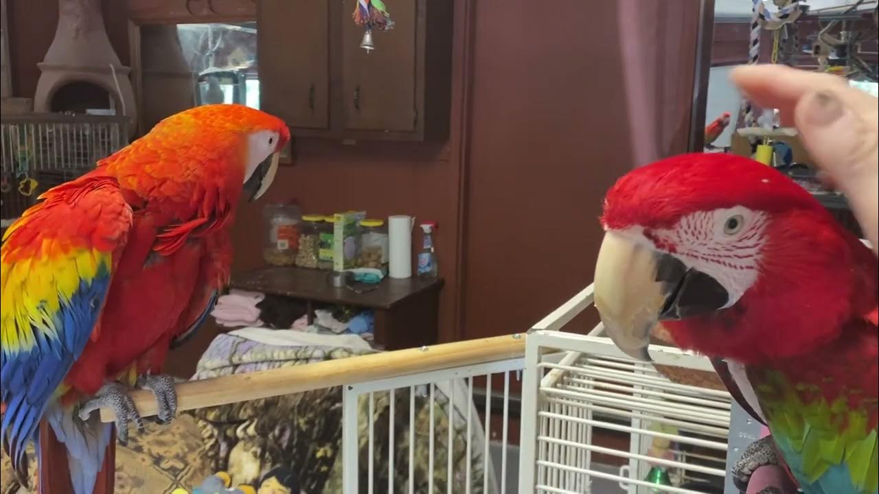 Talking with the macaws - YouTube