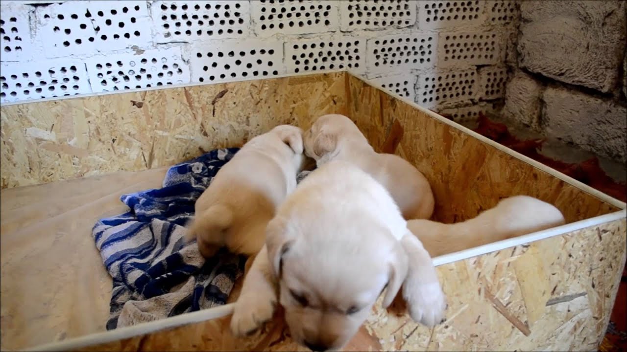 pui Labrador Retreiver - YouTube