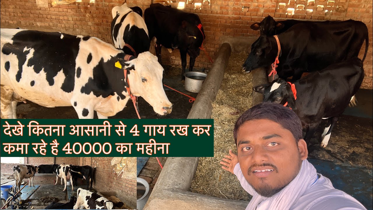 देखे कितना आसानी से 4 गाय रख कर कमा रहे है 40000 का महीना Durga Dairy ...