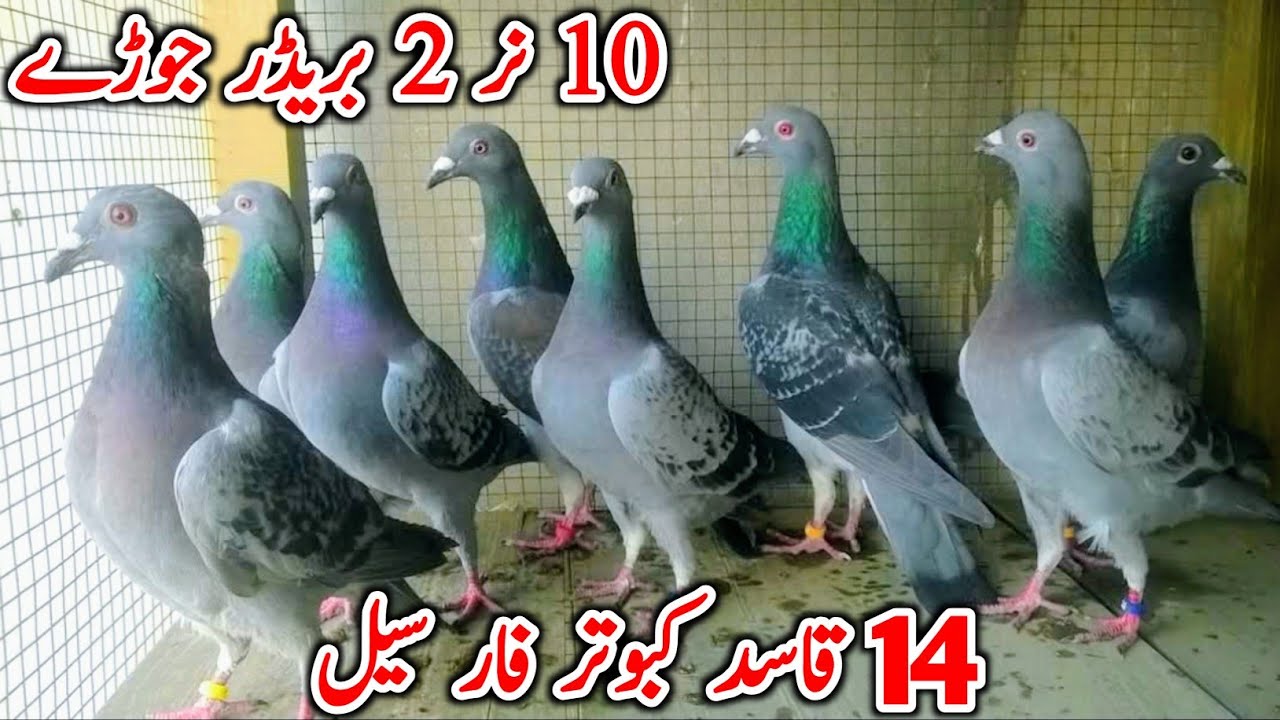 Racer Kabootar | Qasid Kabootar For Sale | Racer Pigeon | Racer Pigeon ...