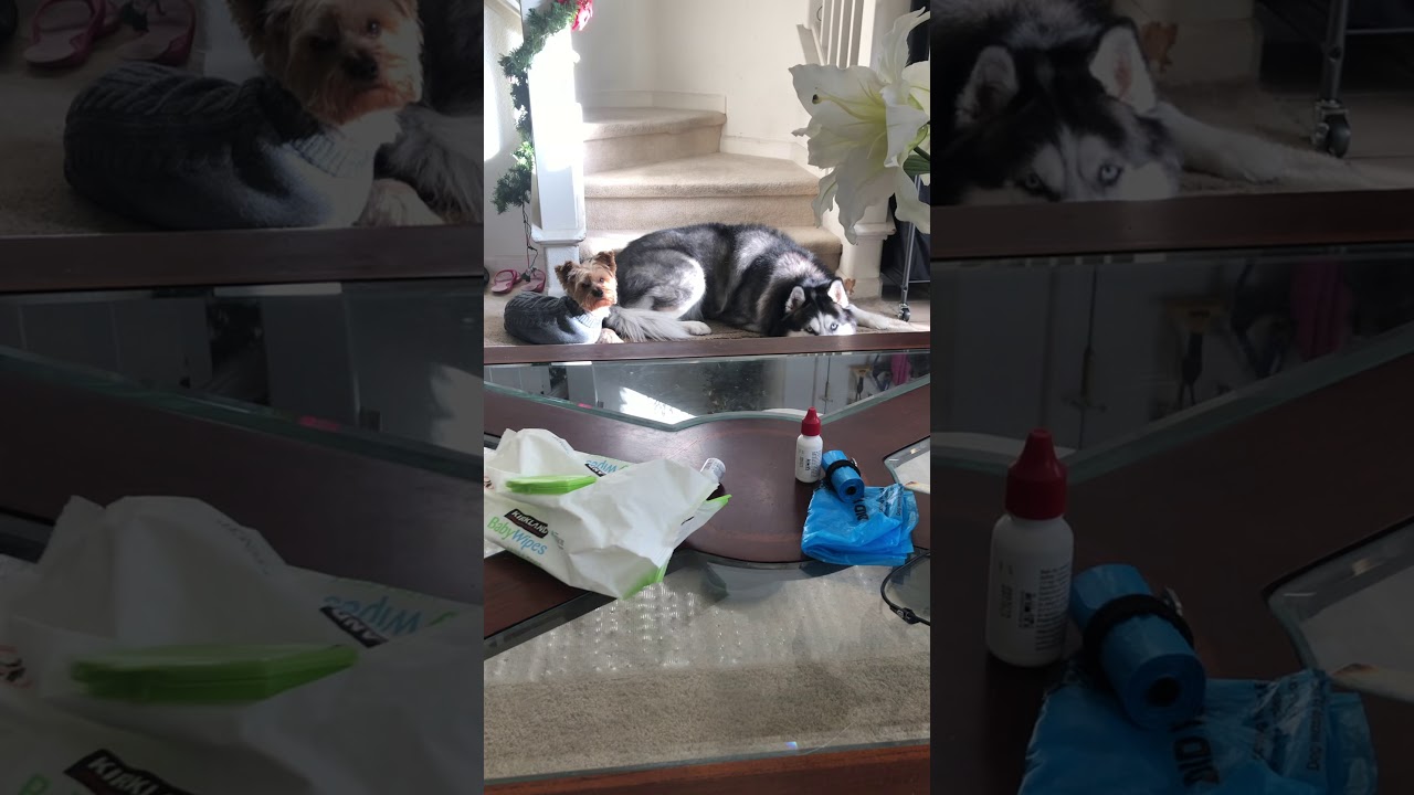 Staring contest w/dogs - YouTube