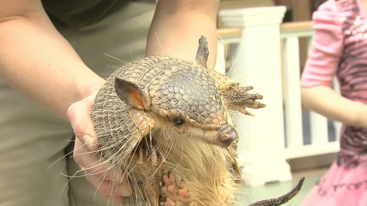 ARMADILLO JEANNE LAUGH - YouTube