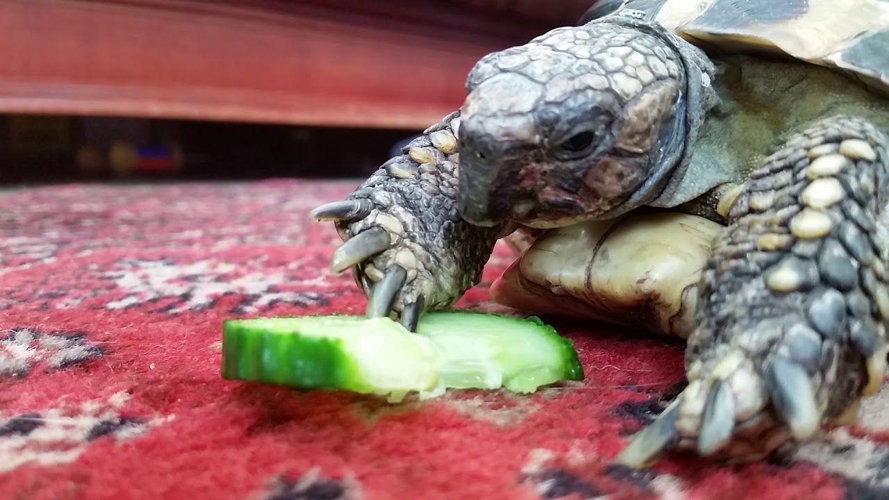 Hermanns Tortoise munching Cucumber slice - YouTube