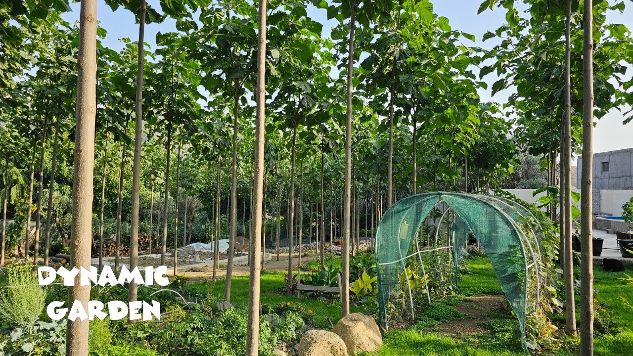 NUTRIENTS FOR PAULOWNIA CULTIVATION _ Fertilizers required for ...