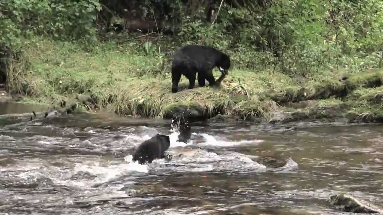 The Great Bear Sea - YouTube