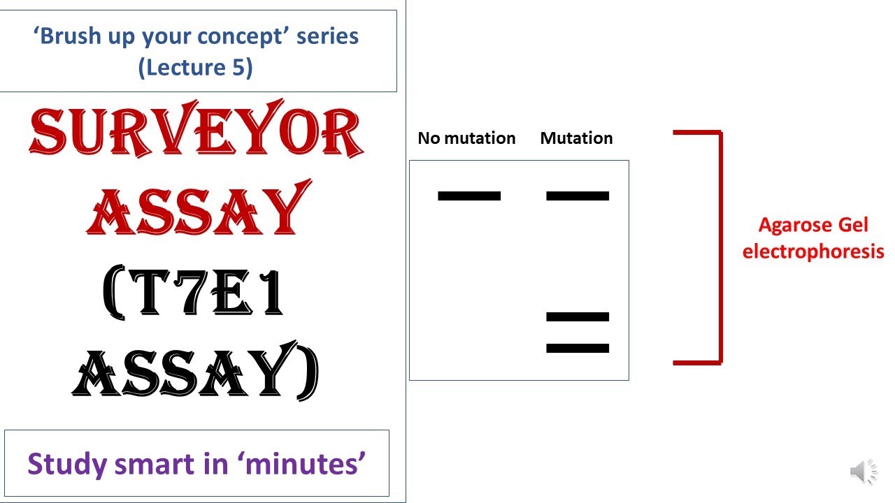 Surveyor nuclease assay | T7E1 assay | CRISPR Cas9 screening technique ...