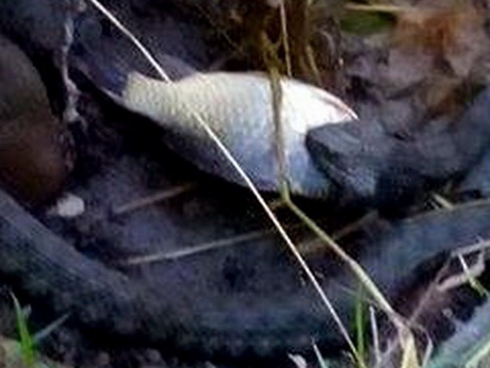 A Snake Eating Fish - YouTube