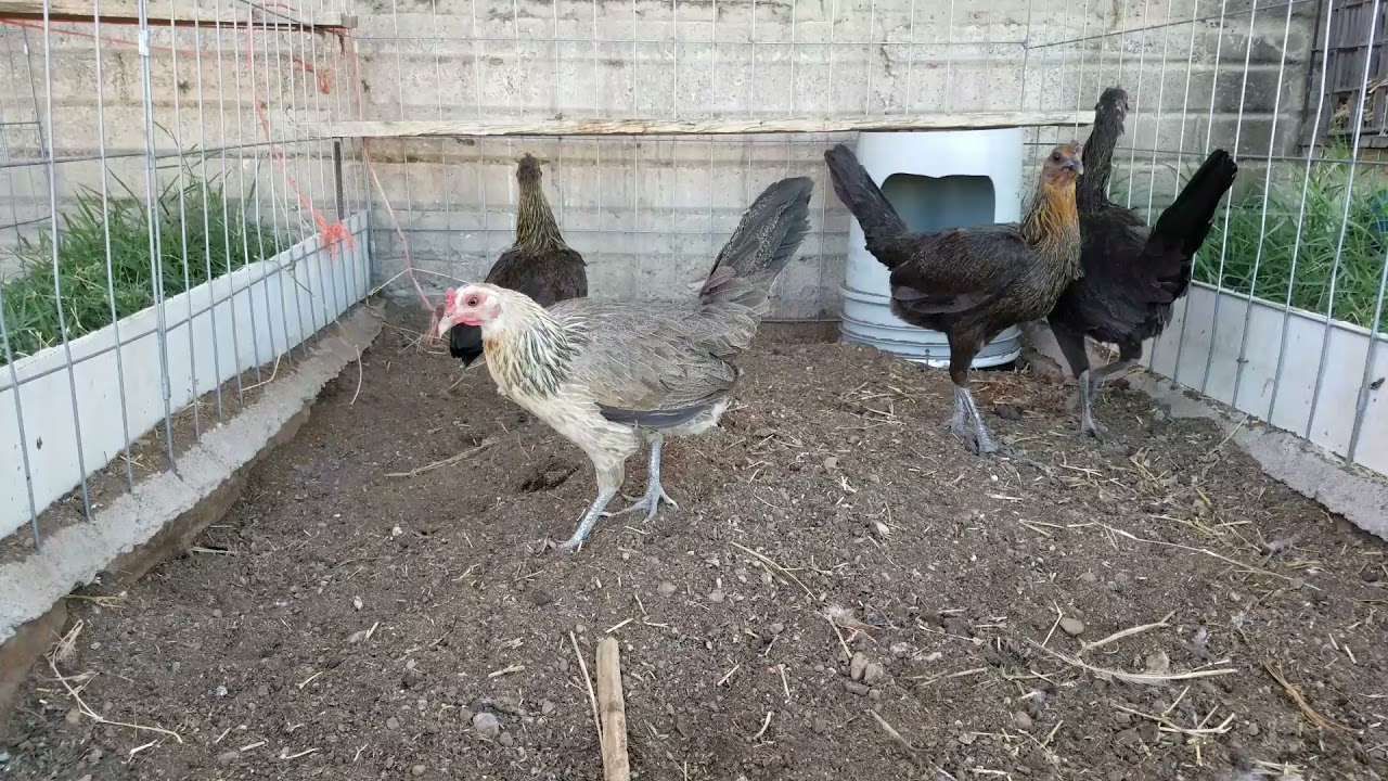 GALLINAS BROWN RED | GALLOS Y RANCHOS - YouTube