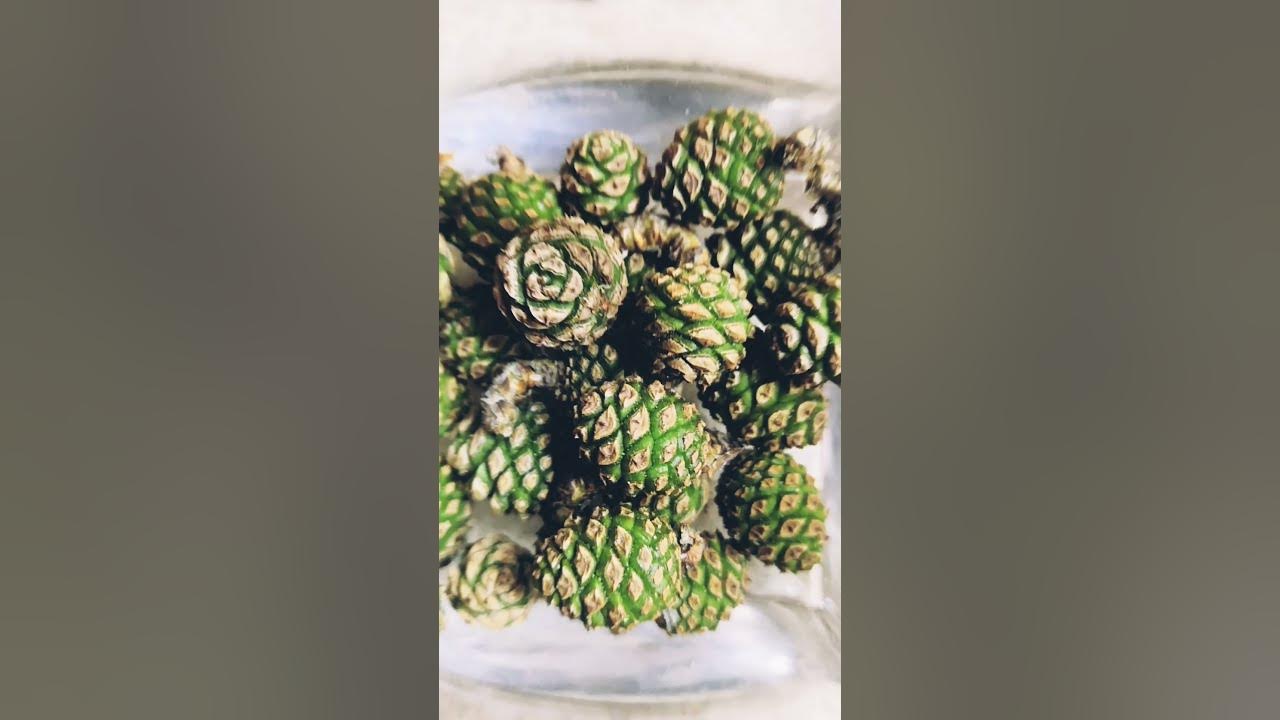 Настойка с сосновых почек и шишек - YouTube