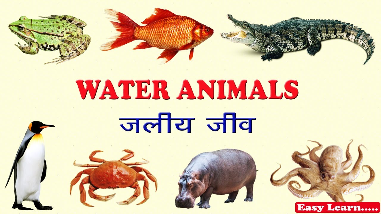 जल में रहने वाले जीवों के नाम हिन्दी और अंग्रेजी में | Water Animals ...