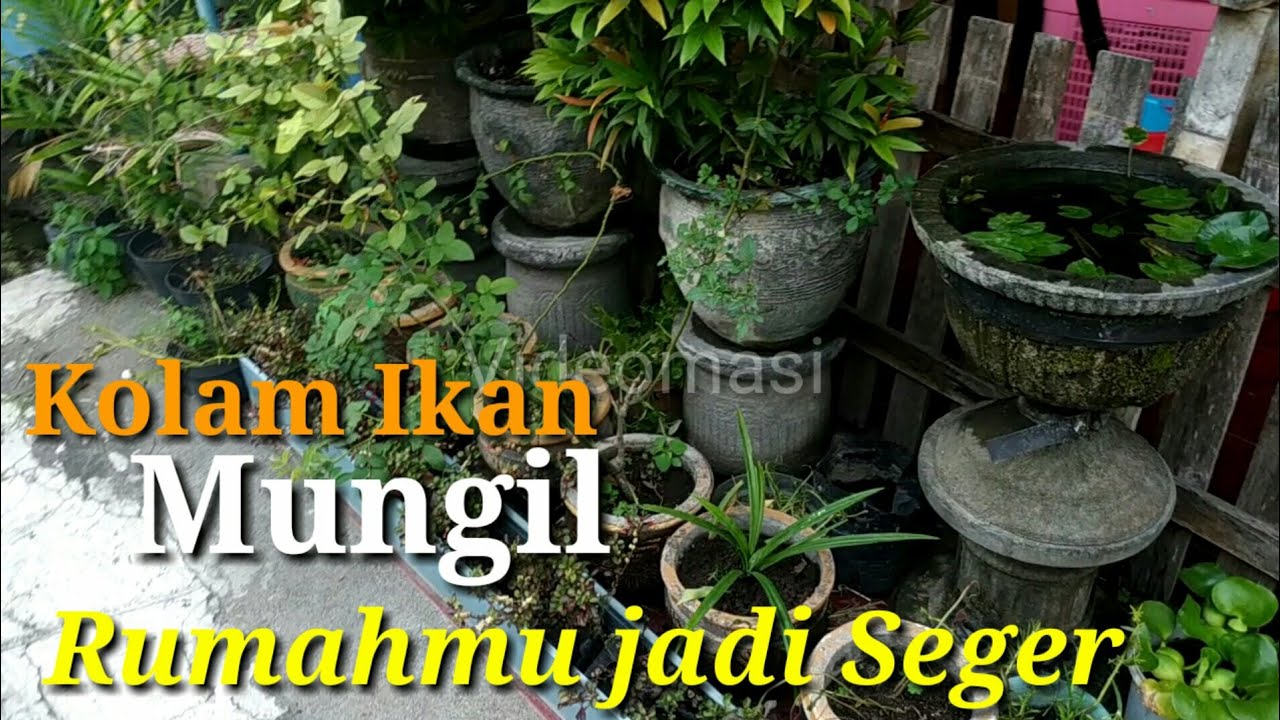 Pot Bunga Nganggur Jadi Kolam Ikan Hias Lagi| Aquarium dari Pot Kembang ...