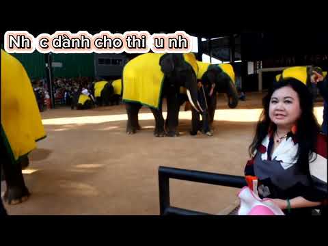 Voi,Chú voi con,Bài hát chú voi con, Xiếc voi , Cưỡi voi biểu diễn xiếc ...