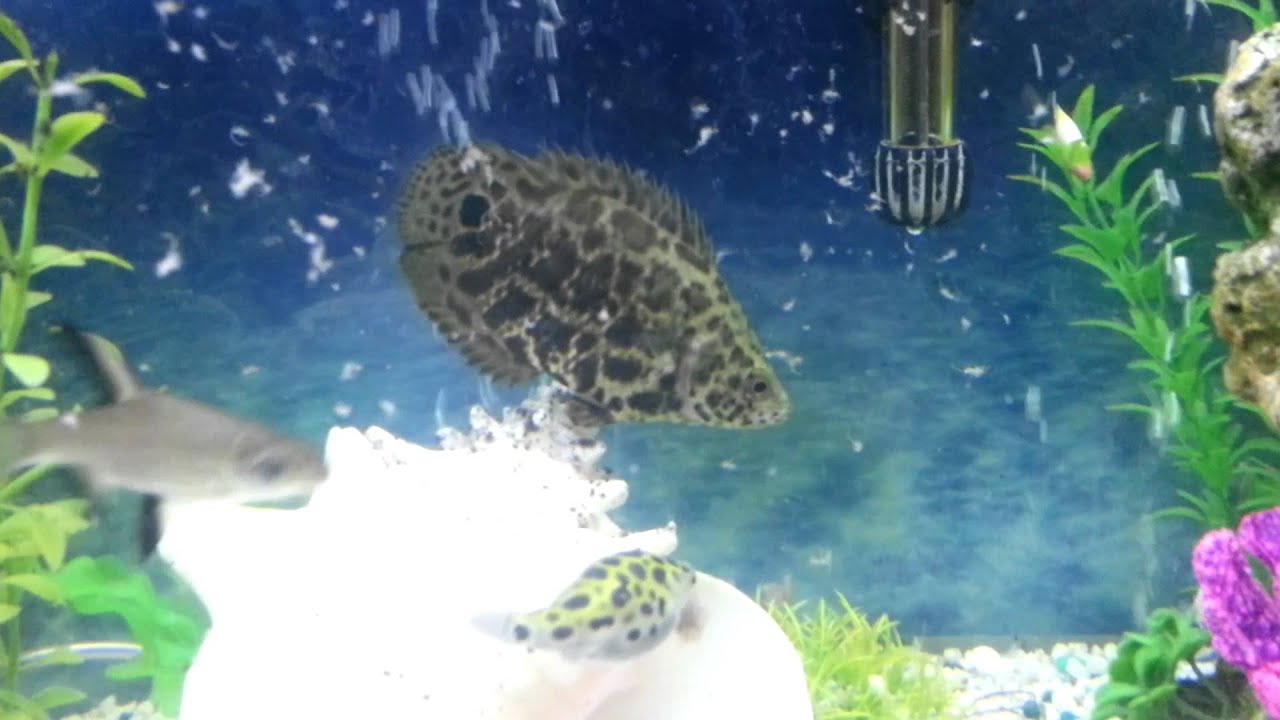African leaf fish is a hog. - YouTube