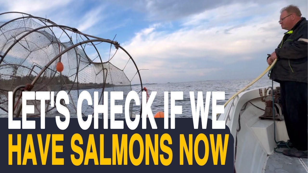 SALMON FISHING || LET’S CHECK THE SALMON FISHING TRAPS - YouTube