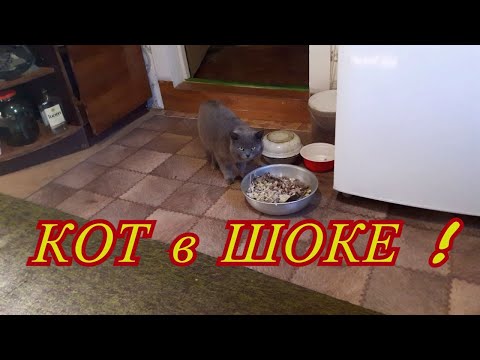 КОТ в ШОКЕ. Он такого не ожидал !