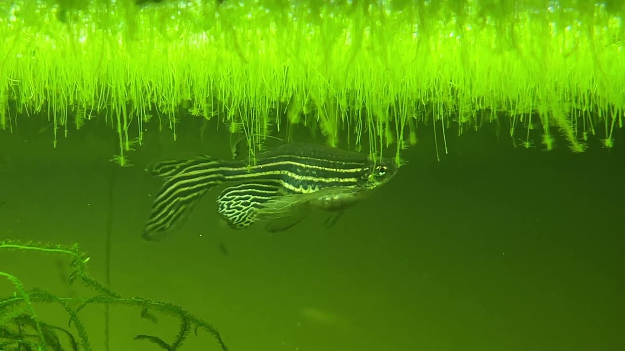 2022 Community Tank - Giant Longfin Blue Danio - YouTube