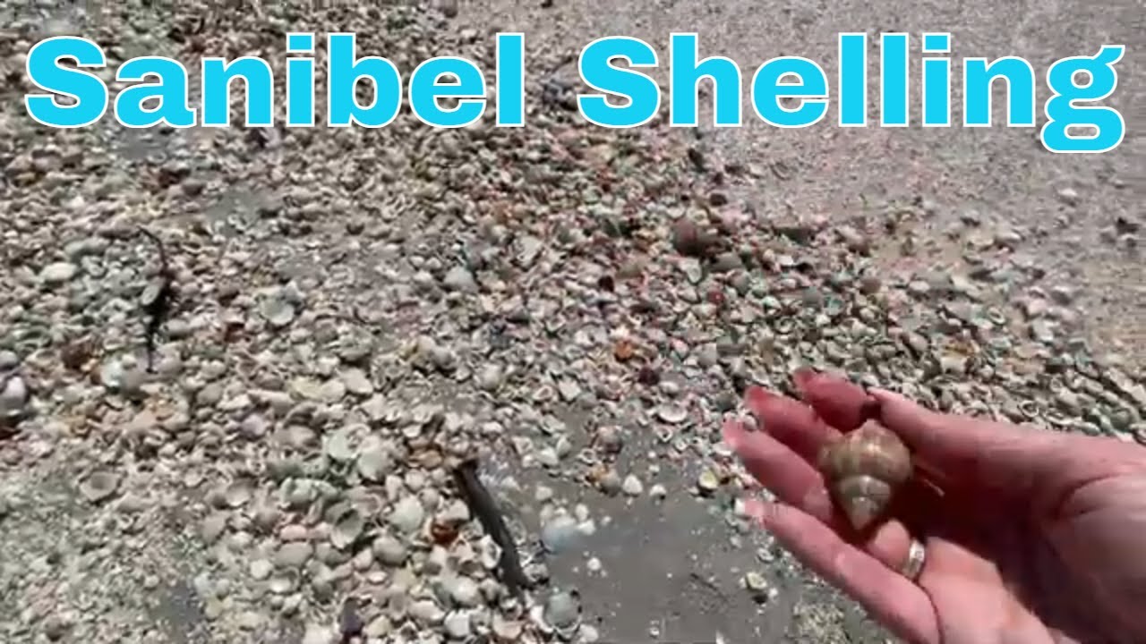 Shelling On Sanibel Island February 2023 - Best Shell Pile Ever - YouTube