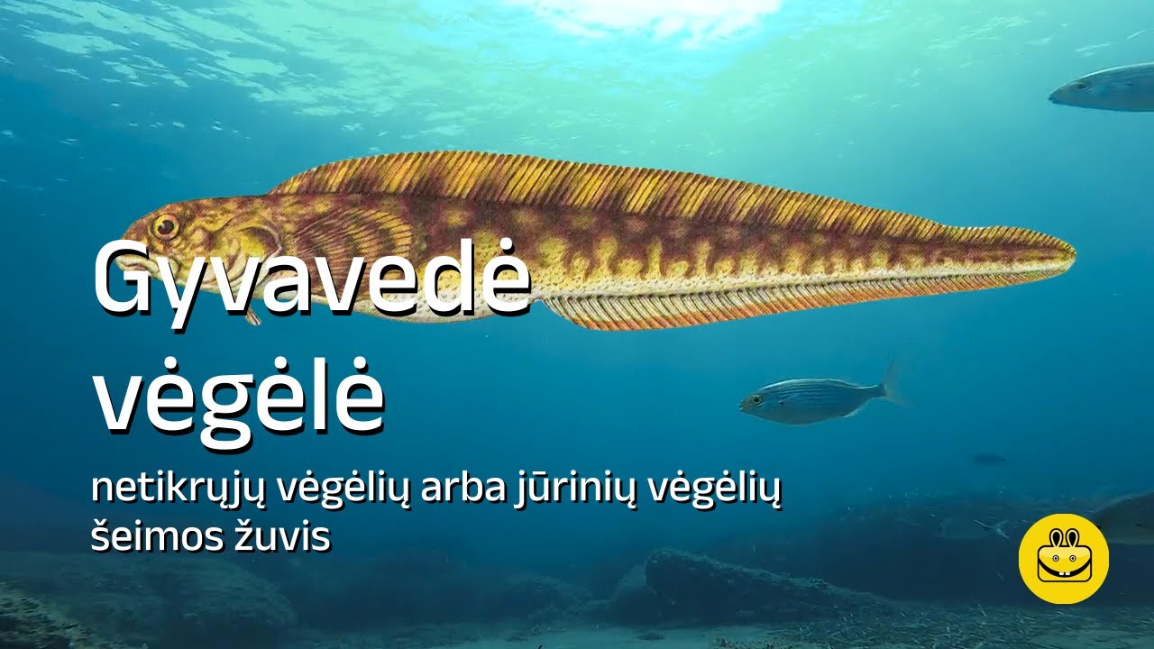 Paprastoji gyvavedė vėgėlė - YouTube