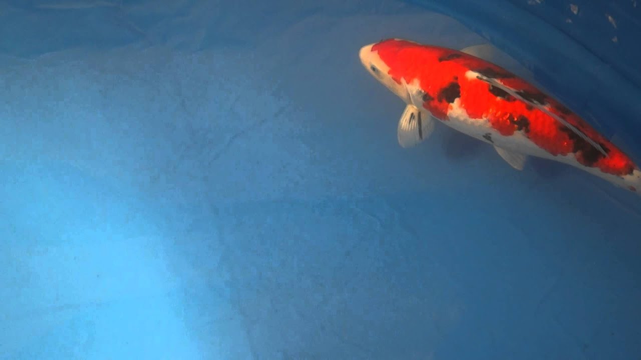 Koi Logic - Ogata Kin Gin Rin Sanke 49cm Ref: KL2014-134 - YouTube