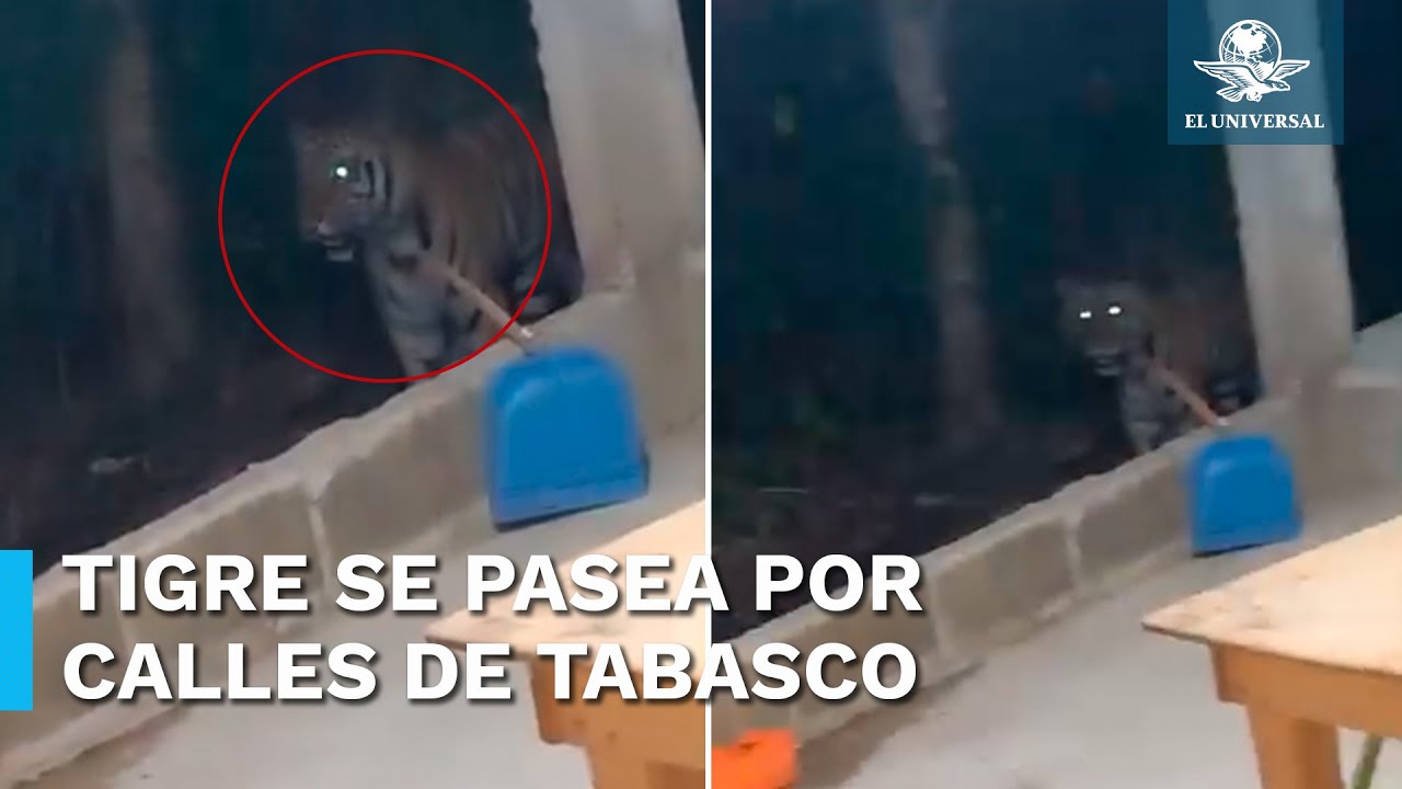 ¡Parece que vi un lindo gatito! Tigre se pasea por vivienda en Tabasco ...