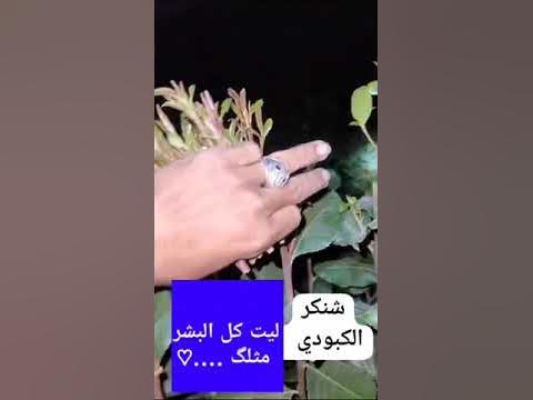 قات ماويه افخر انواع القات عند الملك نمبر ون شنكر الكبودي اشتراك بلقناة ...