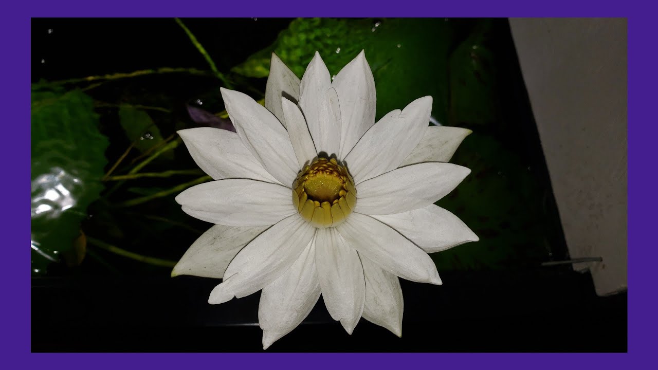 Lotus Flower In My Discus Tank (Red Tiger Lotus) - YouTube