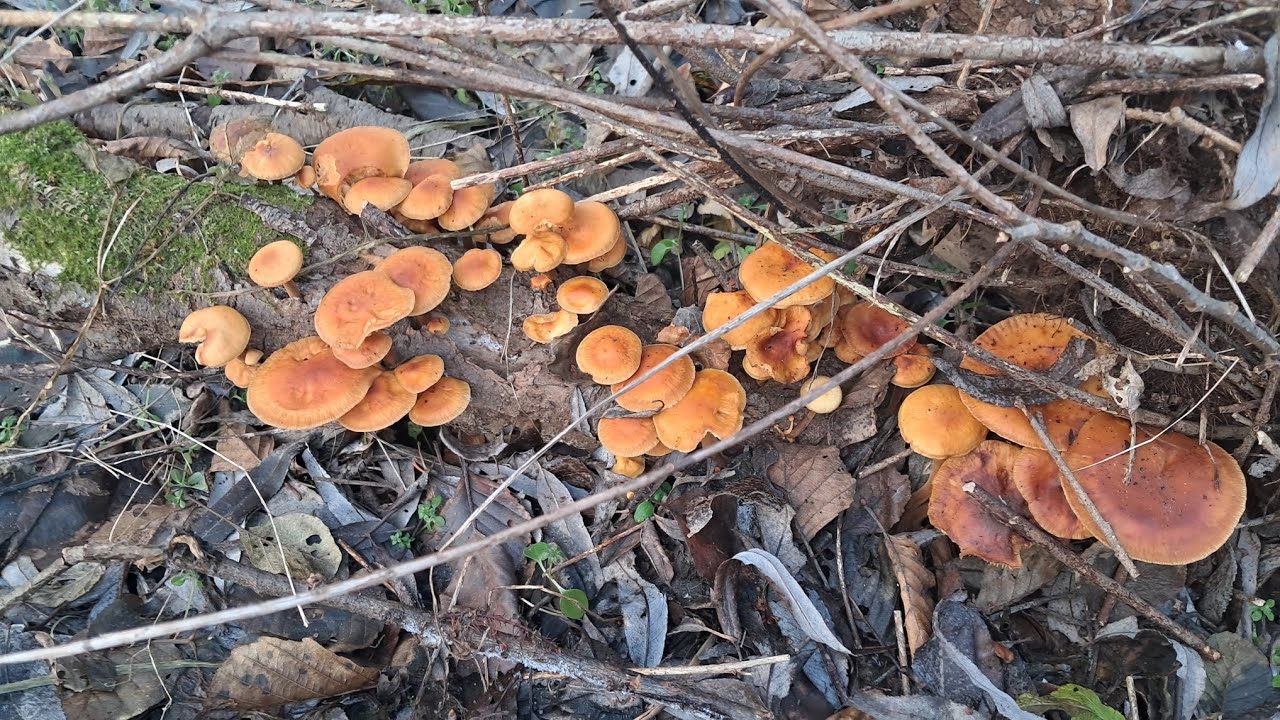 ,,Au început să crească ca nebunele" Flamuline ciupercile de iarnă 💪🏻😱🍄 ...