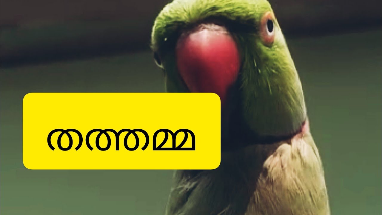 thathamma//😘💕തത്തമ്മ - YouTube