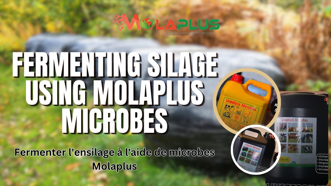 Fermenting Silage Using Molaplus Microbes || Fermenter l'ensilage à l ...