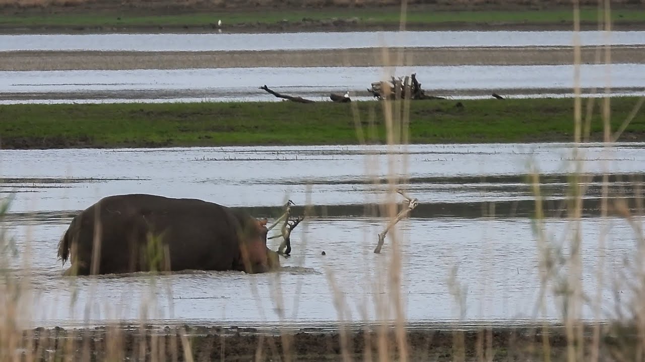 Hippo Steps into the Water | Pilanesberg National Park - YouTube