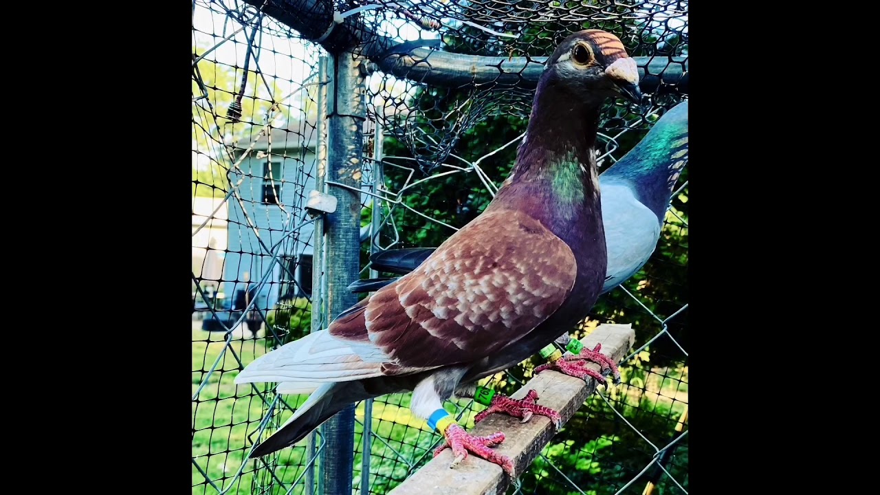 Red Check pairs bred a Dark Checker White Flights Bird - YouTube