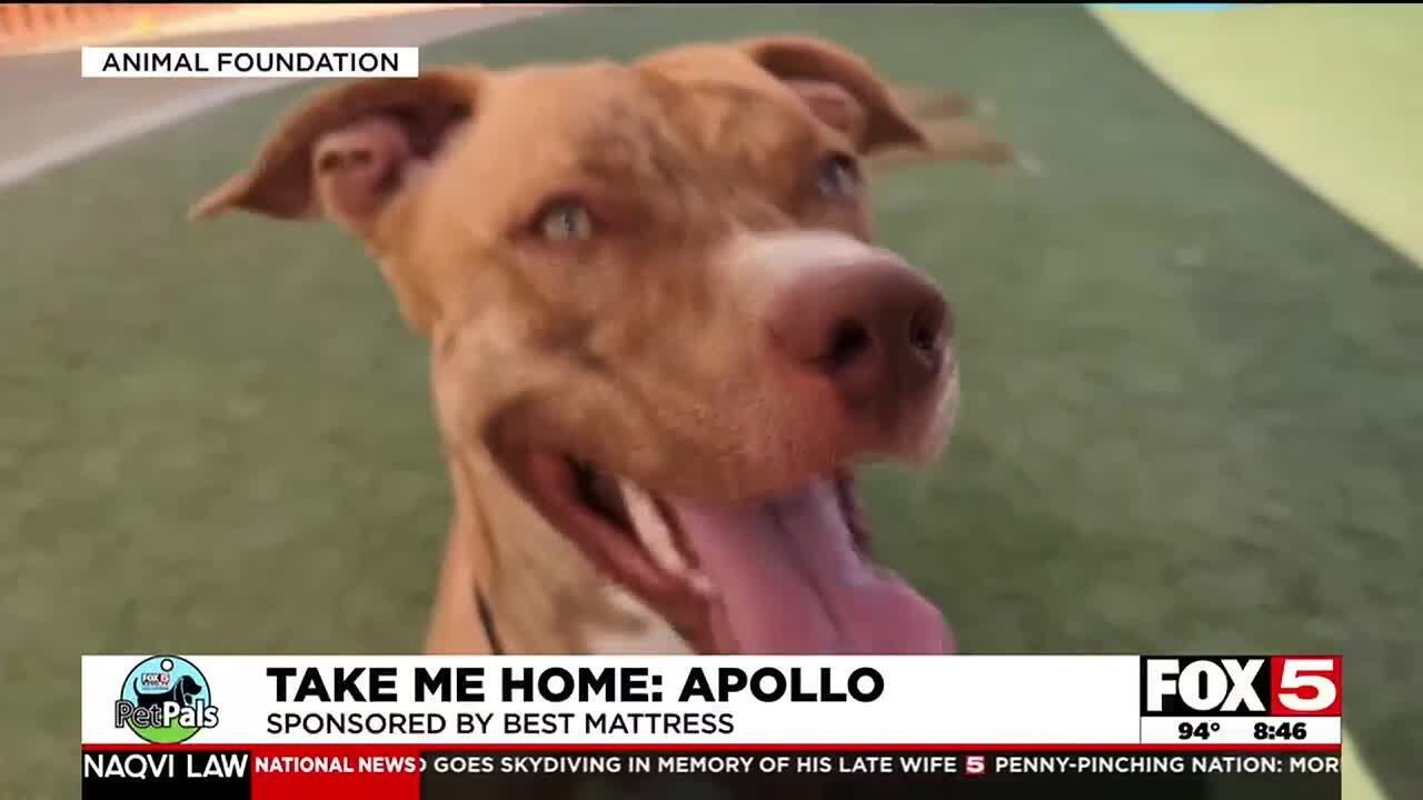 Pet Pals: Take home Apollo - YouTube