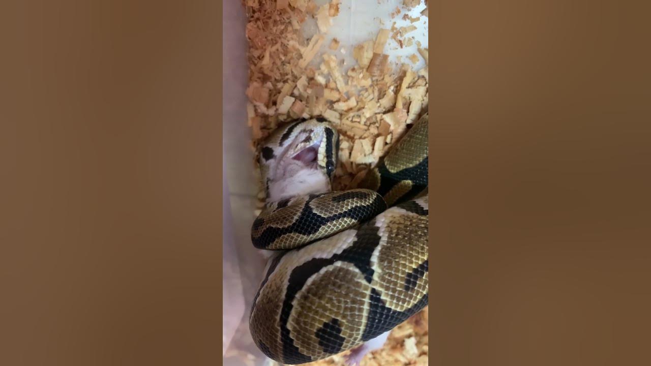 FEEDING MY BALL PYTHON (6) - YouTube