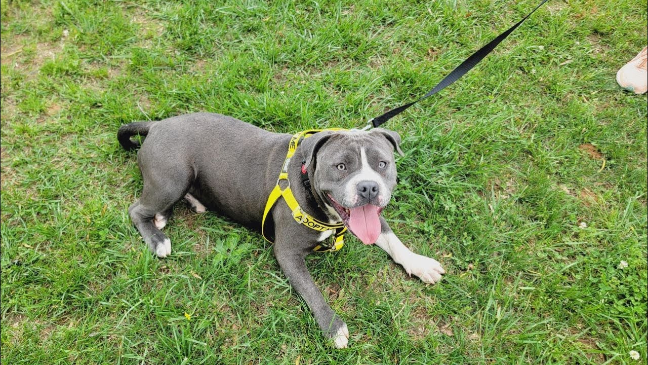 dekalb Buster dog for the day - YouTube