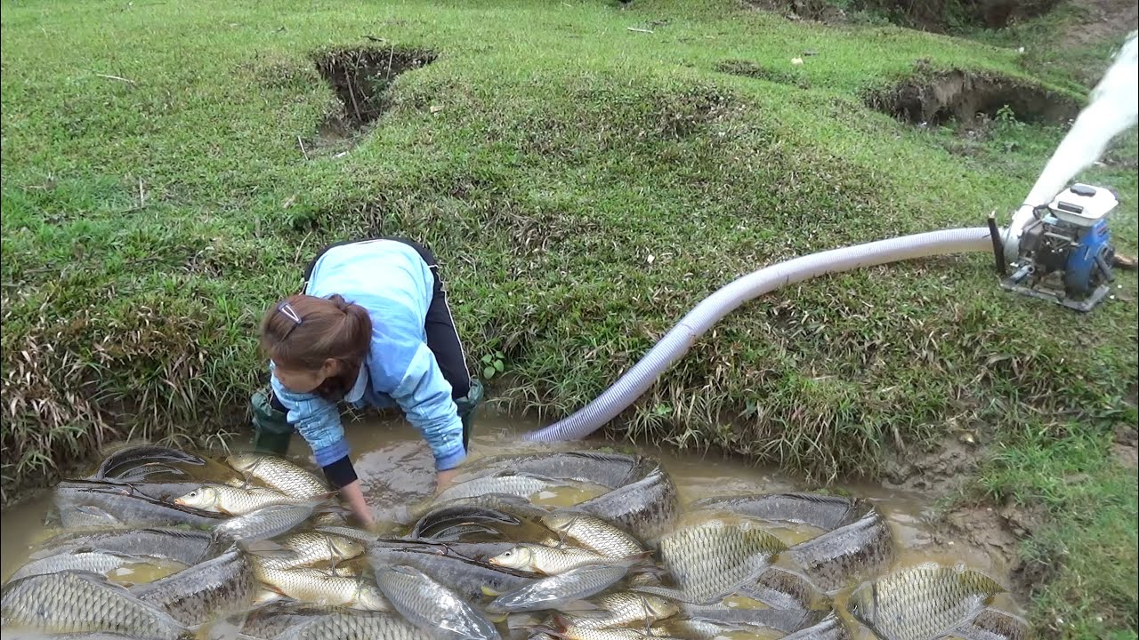 Wild fishing| Use the water pump to drain shallow water in the wild ...