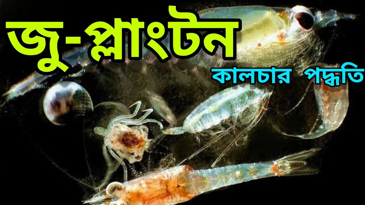 Zooplankton Production in Fish Pond | Natural Food making for Fish ...
