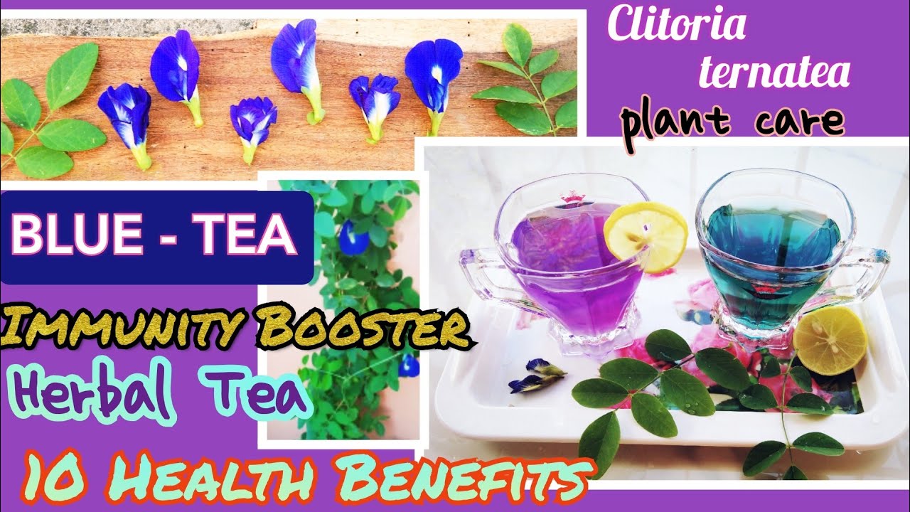 Blue Tea - Recipe & Health Benefits, Immunity Booster | Clitoria Plant ...