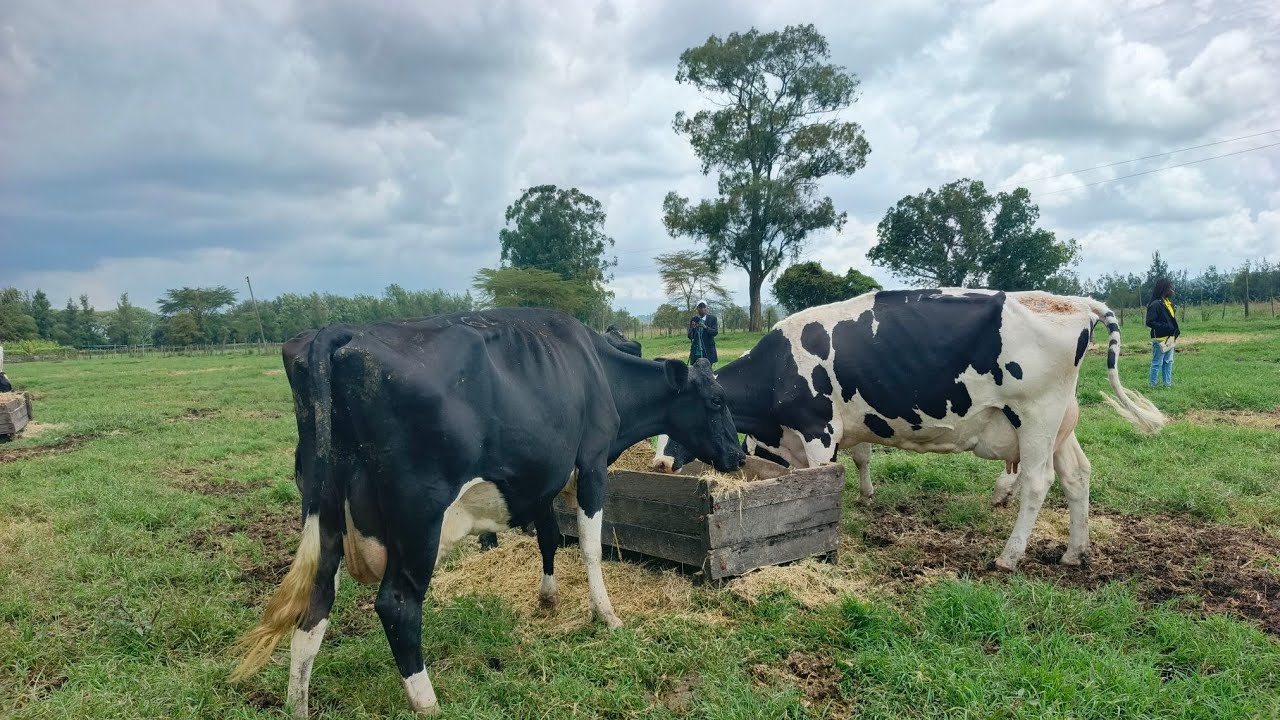 Can Cows Yeild 40+ Litres a Day without Concentrates? We learnt on ...