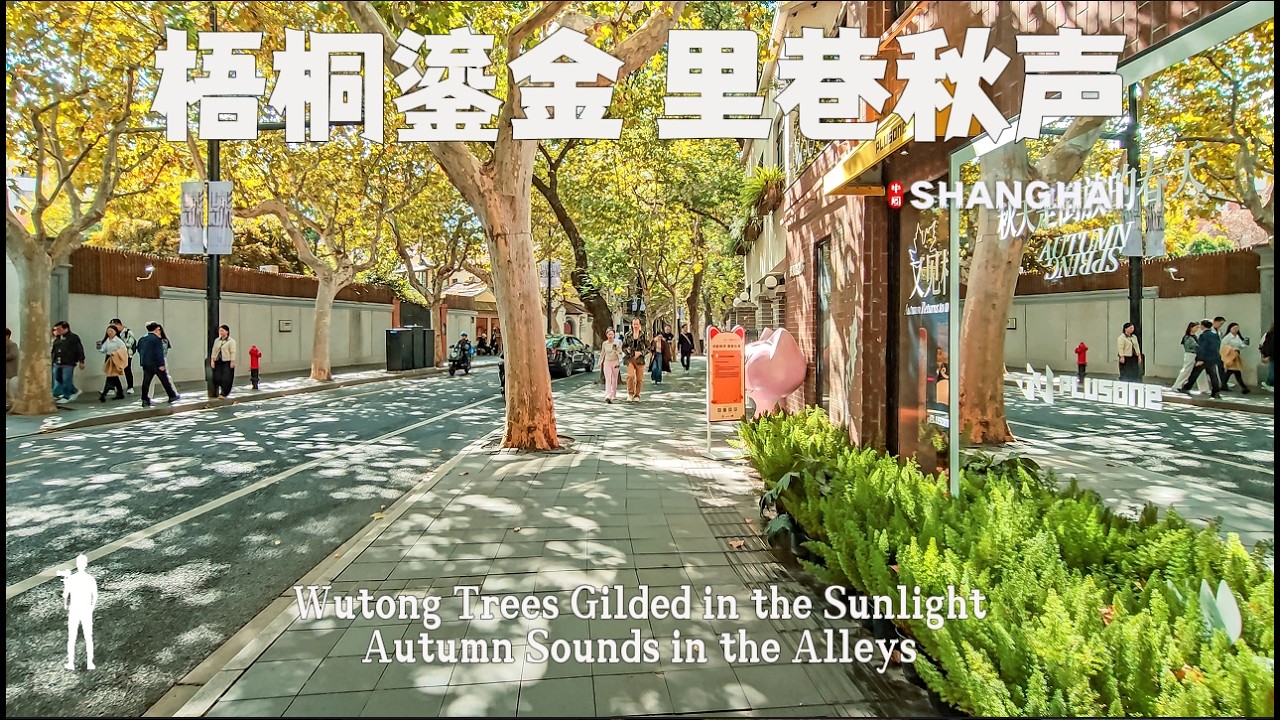 Strolling under the golden autumn plane trees in the French Concession ...