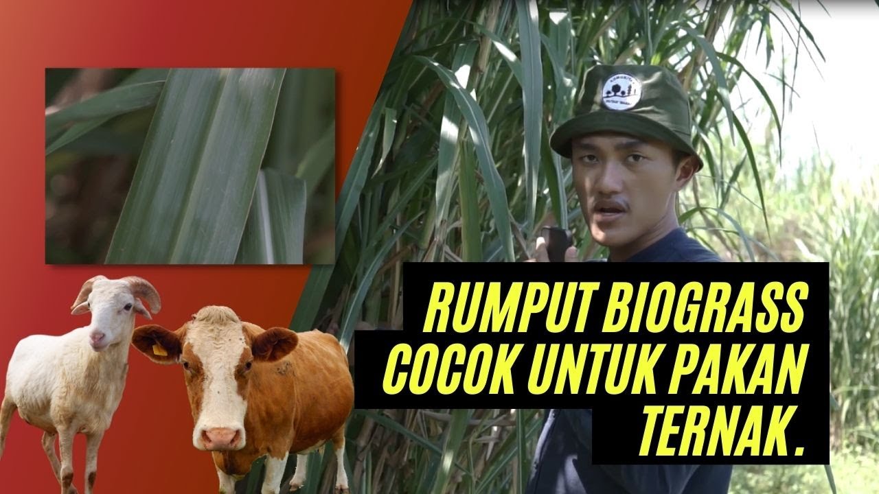 BIOGRASS | Rumput BB BIOGEN Baru dengan Produktivitas Tinggi dan Tahan ...