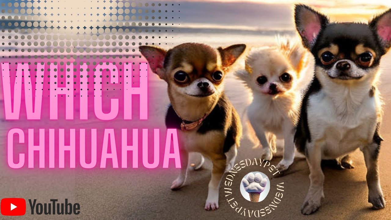 WHICH CHİHUAHUA ? #chihuahua - YouTube