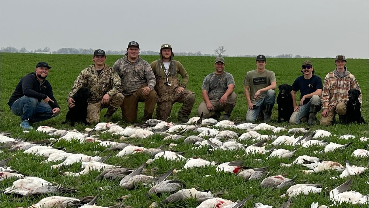 Arkansas 160+ snow goose hunt!!!! With Dirtybird outfitters!!! We ...