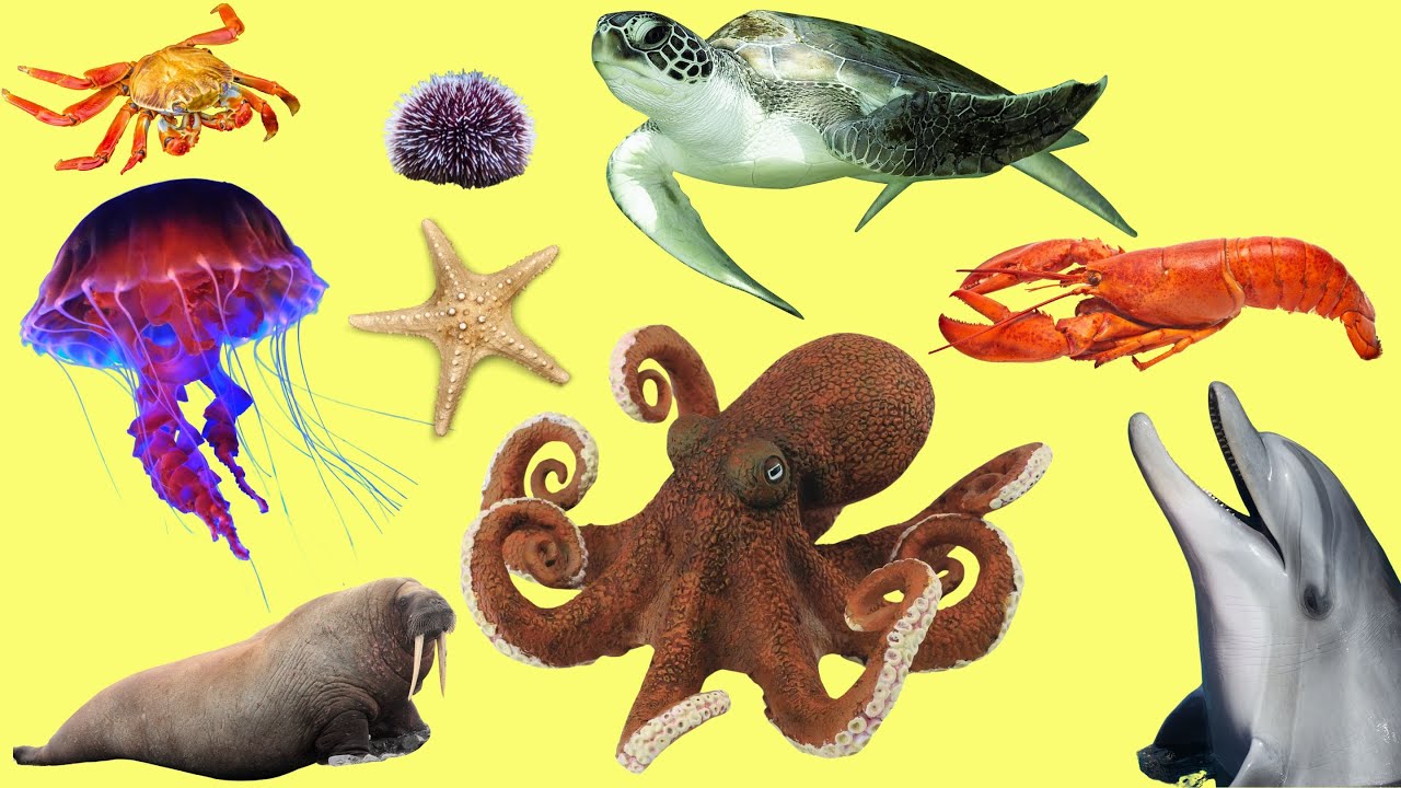 SEA ANIMALS in ENGLISH For Everyone | Kids & Children| Pre-school - YouTube