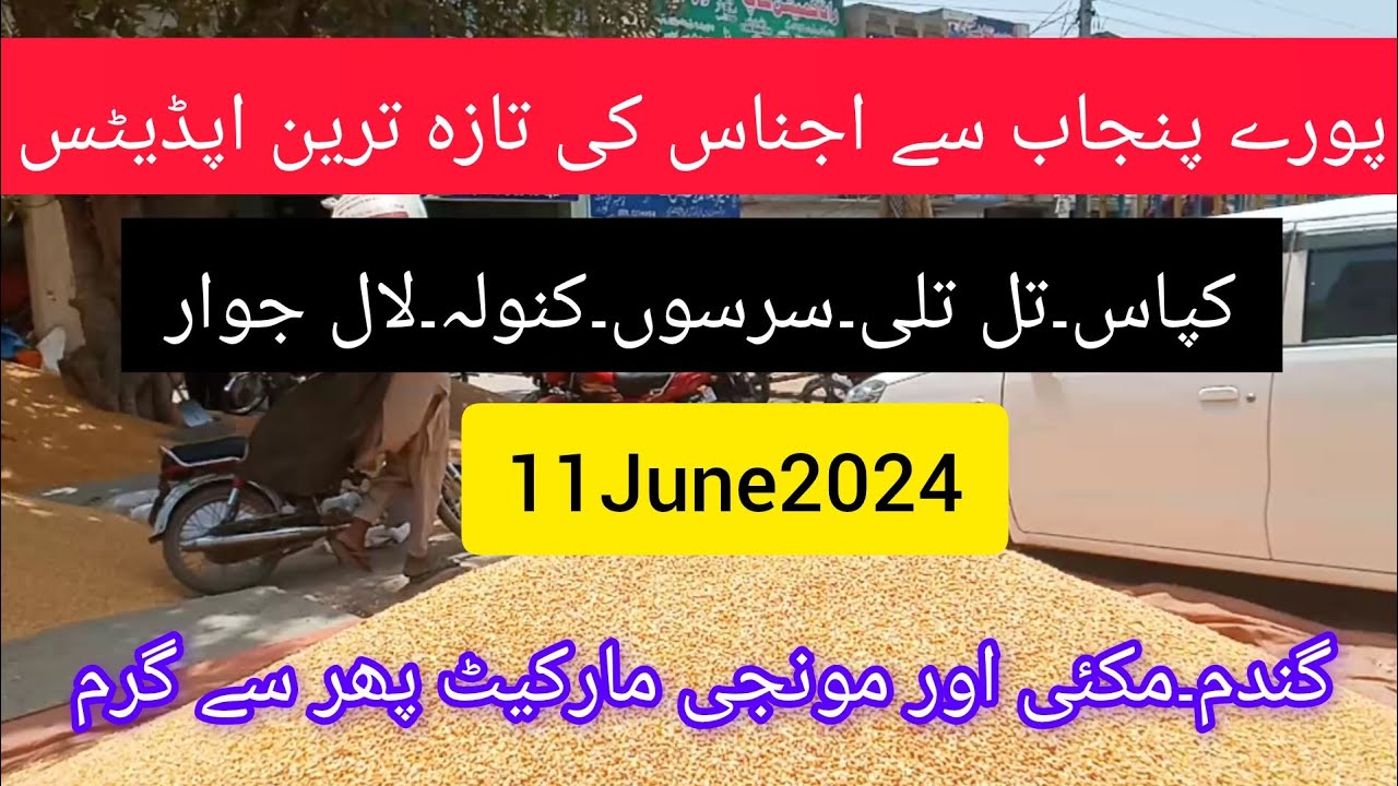 All Punjab galla mandi update.Cotton, wheat/gandam, makai/maize,lal ...