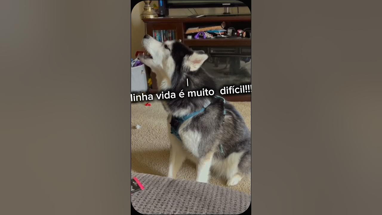 O Husky Siberiano vem com modo caótico ativado de fábrica! #ptbr # ...