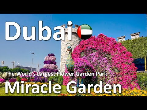 Dubai Miracle Garden 2026 Best Flower Park in the World 4K 🇦🇪