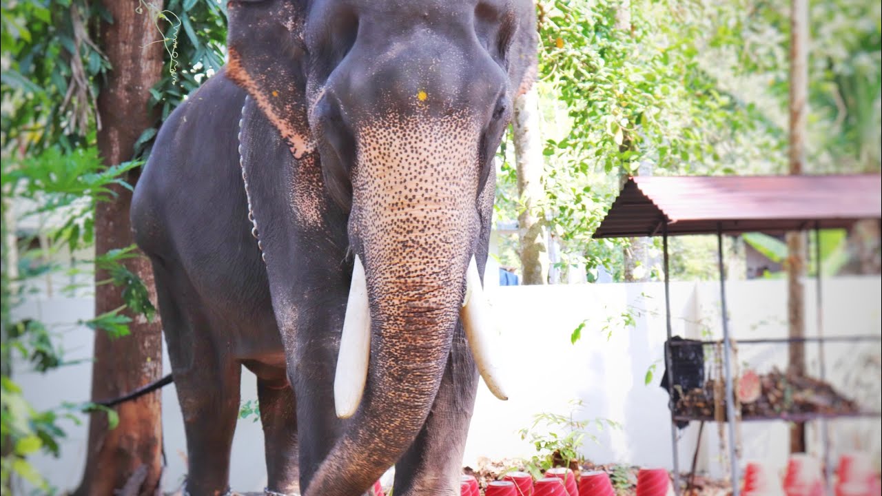 Mangalamkunnu Karnan Height