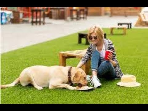 En Kaliteli Mama Hangisi(Köpeklerde Mama Seçimi)